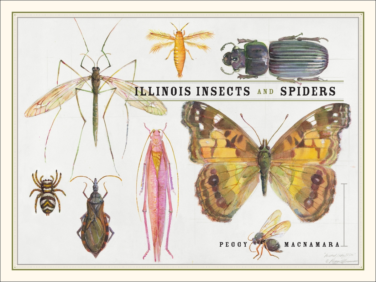 Illinois Insects and Spiders (9780226501000): Peggy Macnamara, Peggy ...